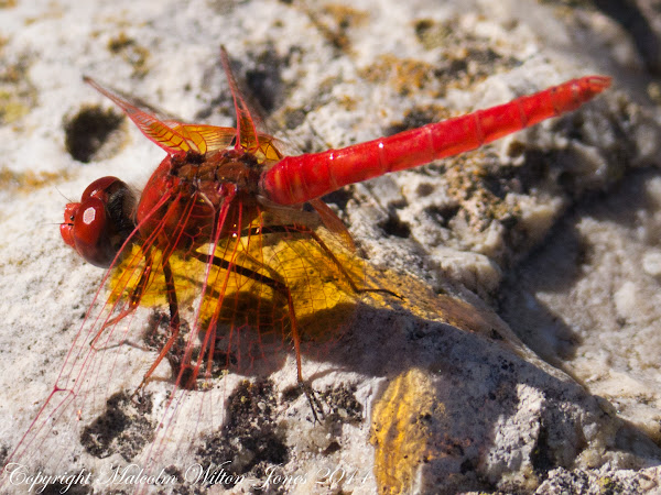 Orange-winged Dropwing | Project Noah