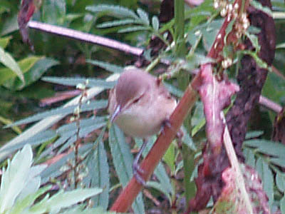 Clamourous Reed-Warbler | Project Noah