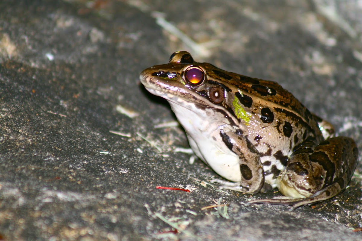 southern leopard frog | Project Noah