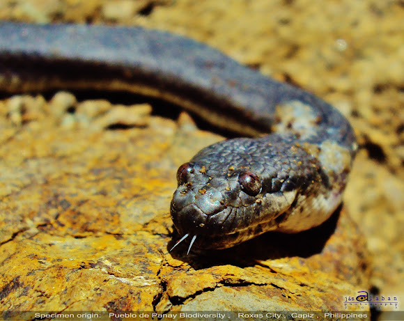 Dog-faced Water Snake | Project Noah