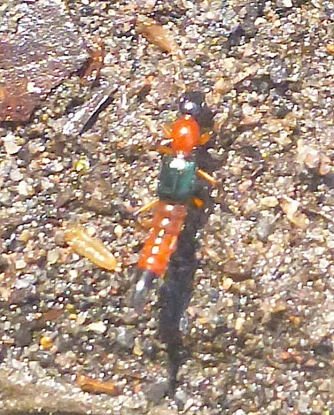 Paederus Rove Beetle | Project Noah