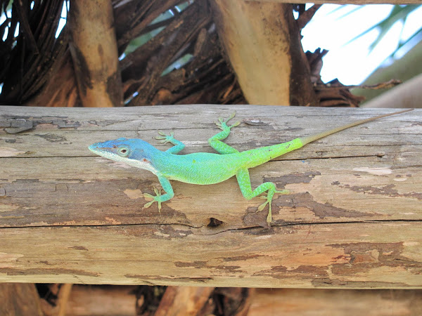 Spotting | Project Noah