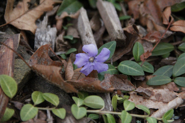 Lesser Periwinkle | Project Noah
