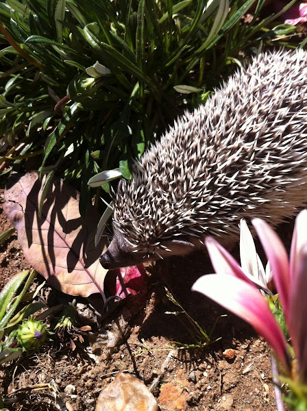 (Male) Hedgehog | Project Noah