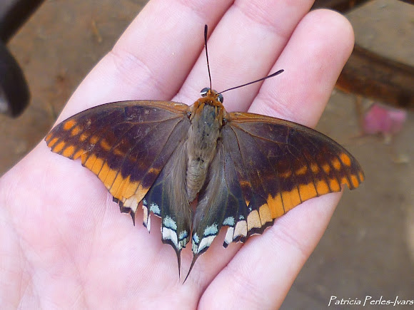 Two-tailed Pasha | Project Noah