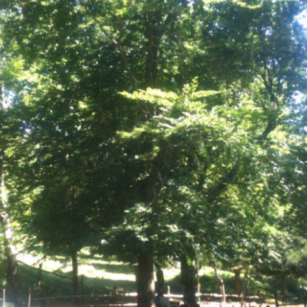 European beech - faggio comune | Project Noah