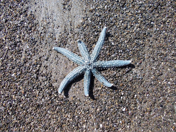Tangaroa wae whitu (NZ Seven-armed starfish) | Project Noah
