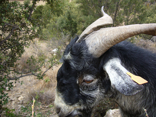 cabra macho | Project Noah