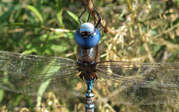 Blue-eyed Darner (male) | Project Noah