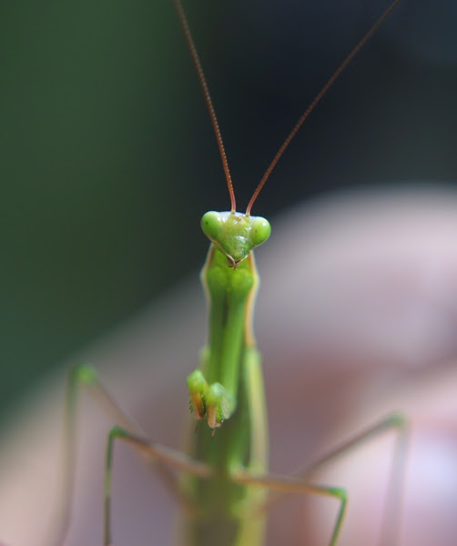 European Mantis, male | Project Noah