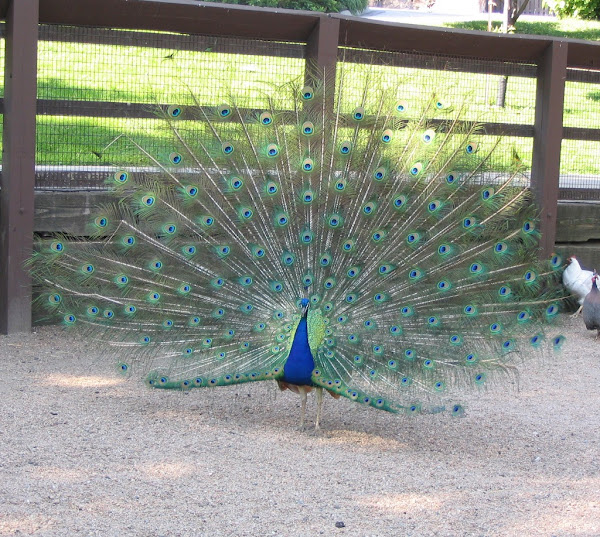 Peacock (Peafowl) | Project Noah
