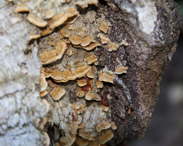 Bracket Fungus | Project Noah