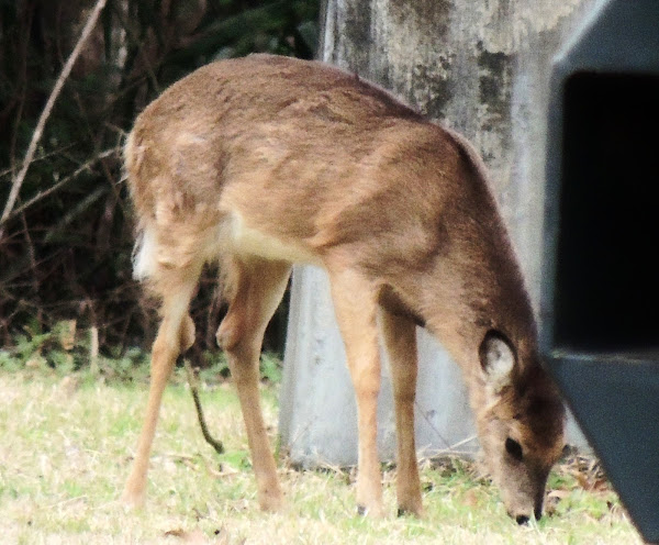 White-tailed deer | Project Noah