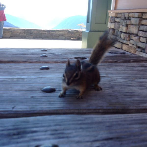 Olympic chipmunk | Project Noah