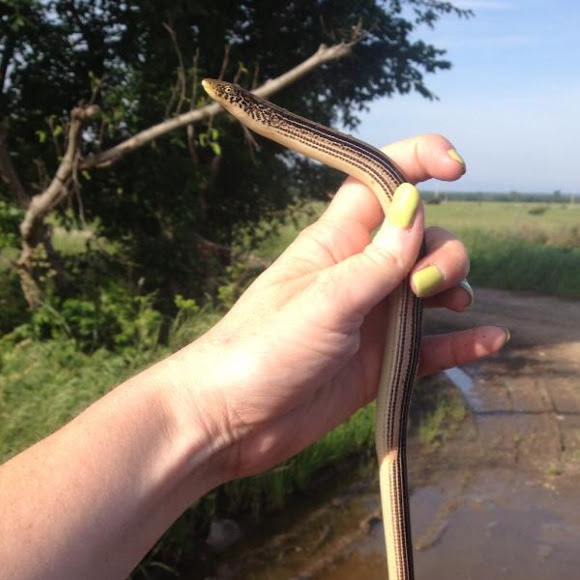 Western slender glass lizard | Project Noah