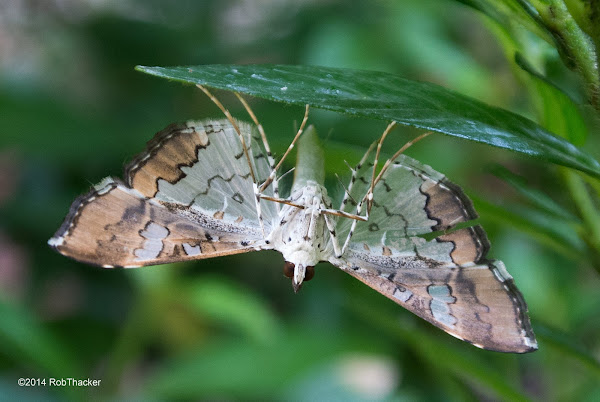 Bean Pod Borer | Project Noah