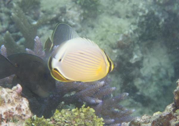 Redfin Butterflyfish | Project Noah