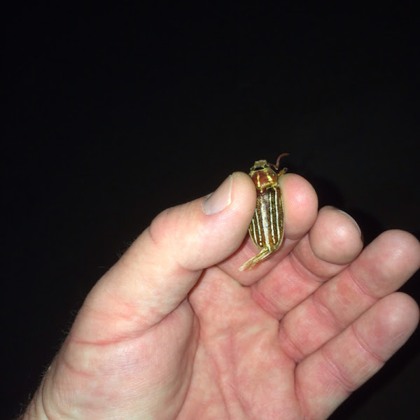 Five lined june bug | Project Noah