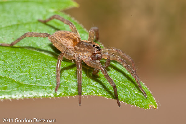Wolf Spider | Project Noah