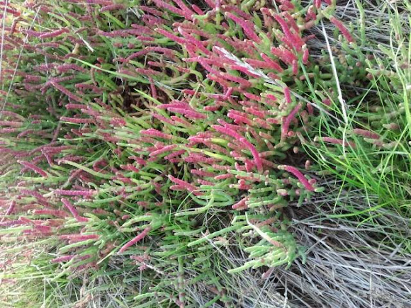 Pickleweed | Project Noah