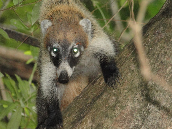 Tejón | Project Noah