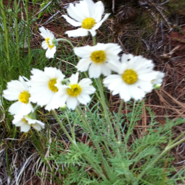 Wild Cosmos | Project Noah