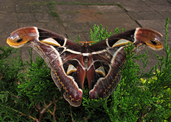 Edwards Atlas Moth | Project Noah