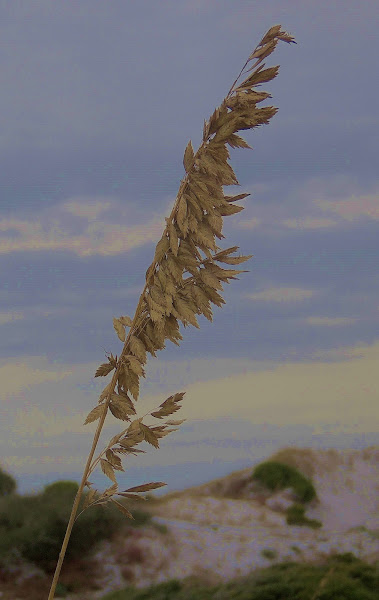 Sea Oats | Project Noah