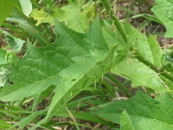 Horse-nettle | Project Noah