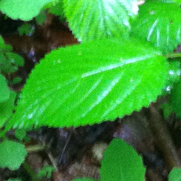 Stinging nettle | Project Noah