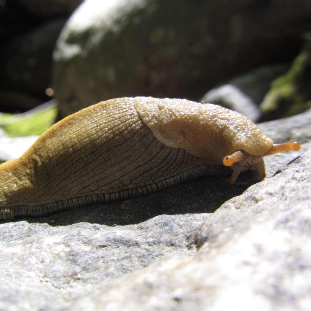 California Banana Slug | Project Noah