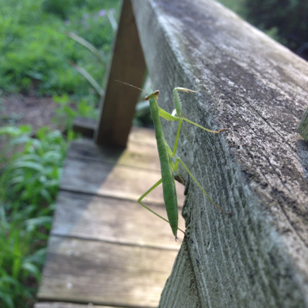 Mantis | Project Noah