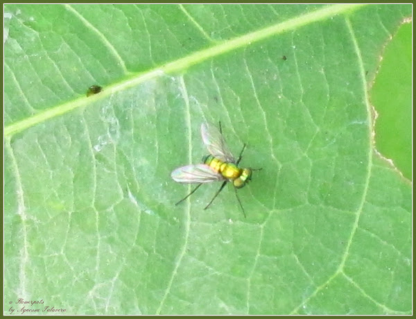 Long-legged Fly | Project Noah