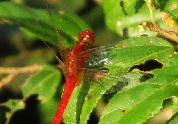 Eastern Scarlet Darter | Project Noah