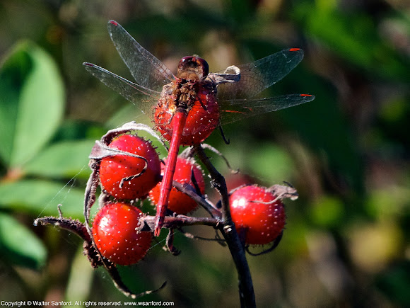 Autumn Meadowhawk dragonfly (male) | Project Noah