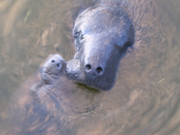 Manatees | Project Noah