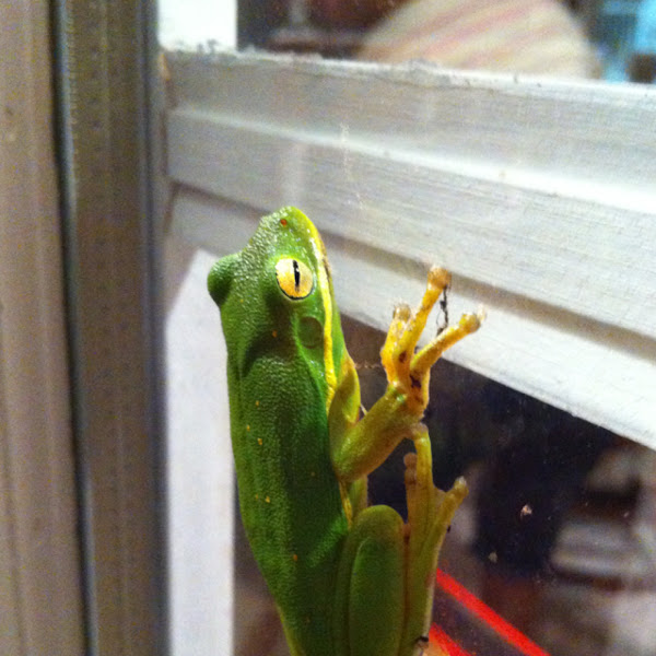 Green Treefrog | Project Noah