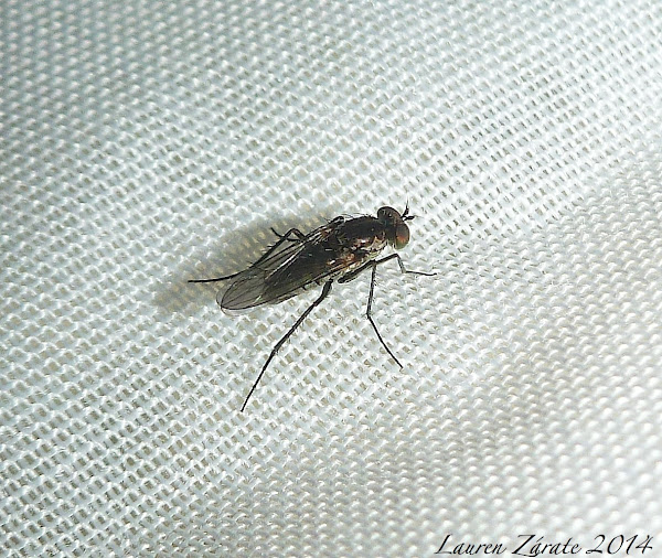 Micro Fly | Project Noah