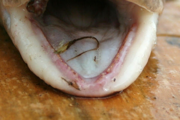 Three-Toed Amphiuma | Project Noah