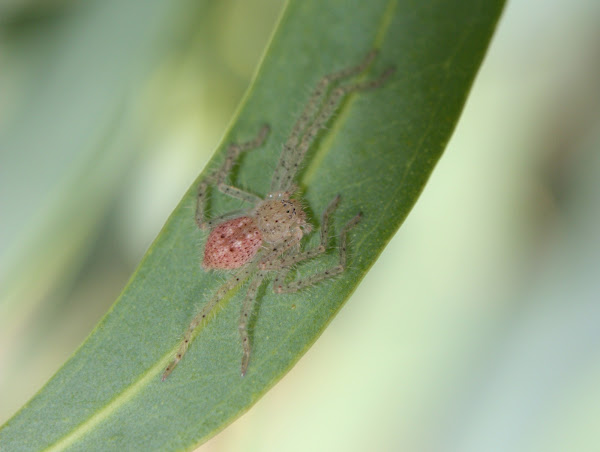Small huntsman spider | Project Noah