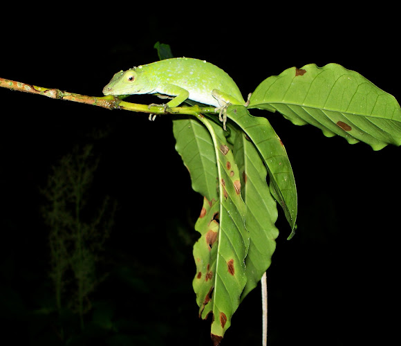 Neotropical Green Anole | Project Noah