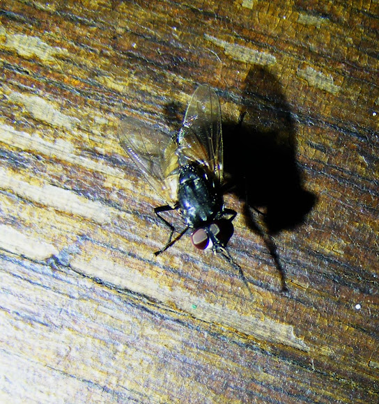 Bush Fly | Project Noah