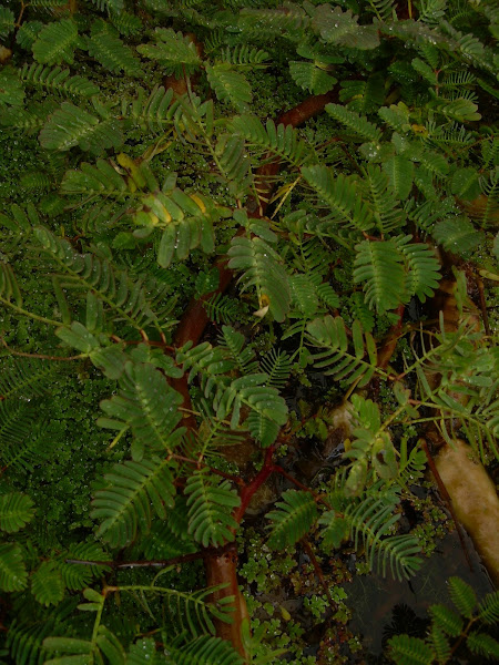 Water mimosa | Project Noah