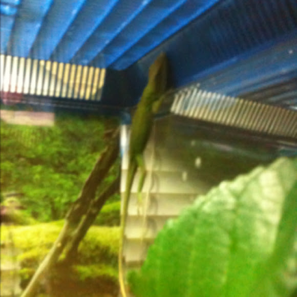 Green anole | Project Noah