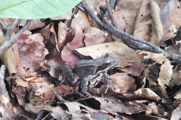 Common frog | Project Noah