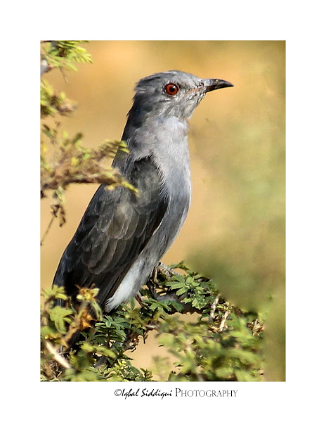 Grey-Bellied Cuckoo | Project Noah