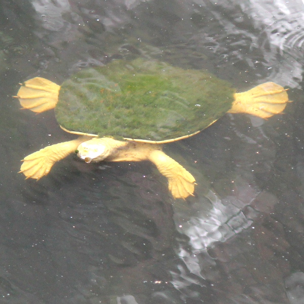 Murray River Turtle | Project Noah