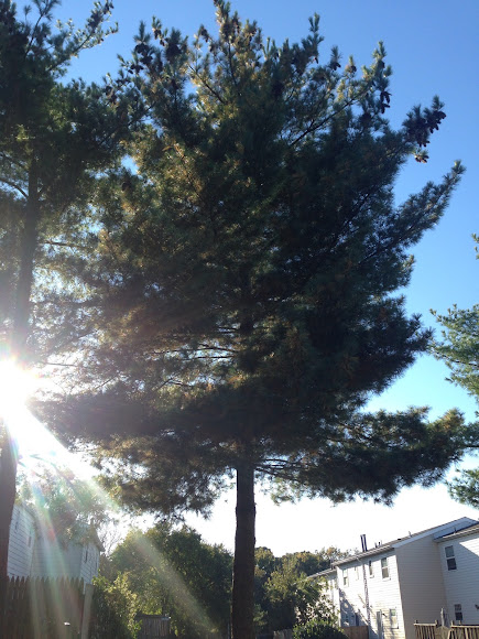 Caribbean pine | Project Noah