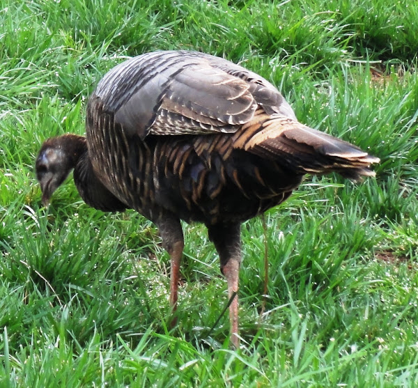 Wild Turkey (female) | Project Noah