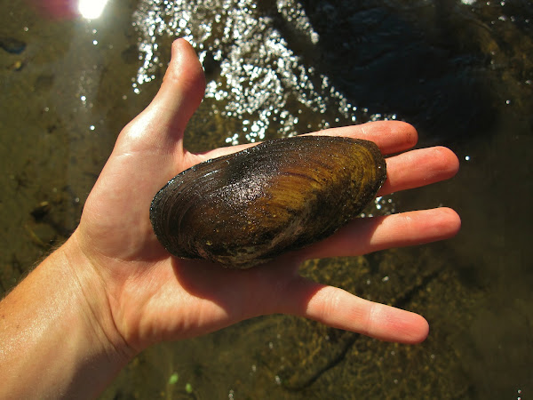 Freshwater Clam | Project Noah